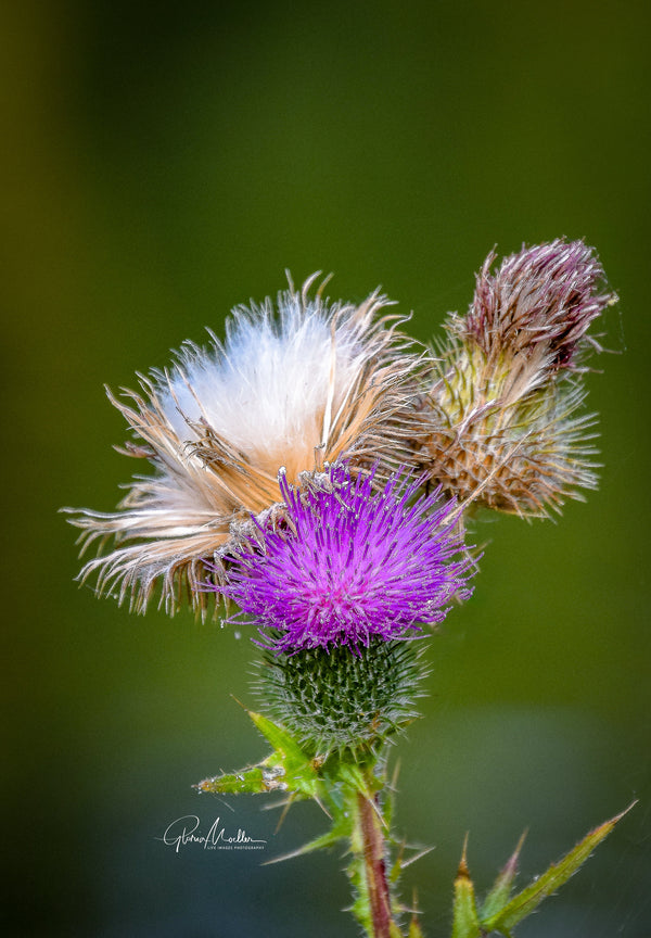 Thistle Stages - Life Images by Gloria